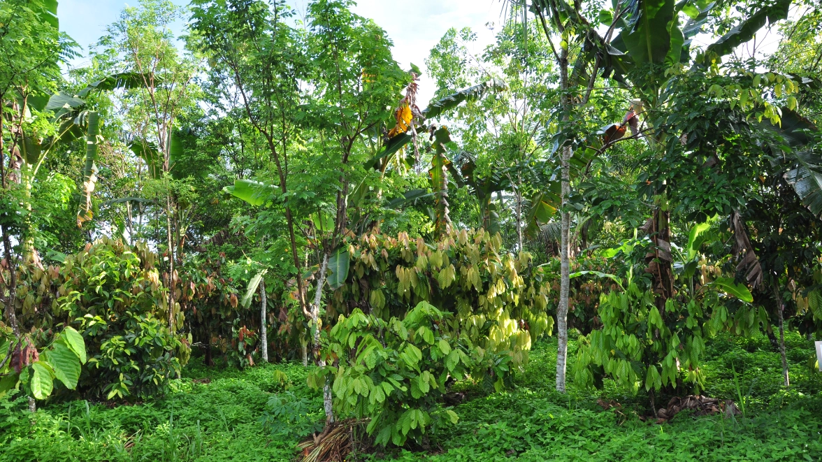 Tropical permanent crops - Bio Suisse