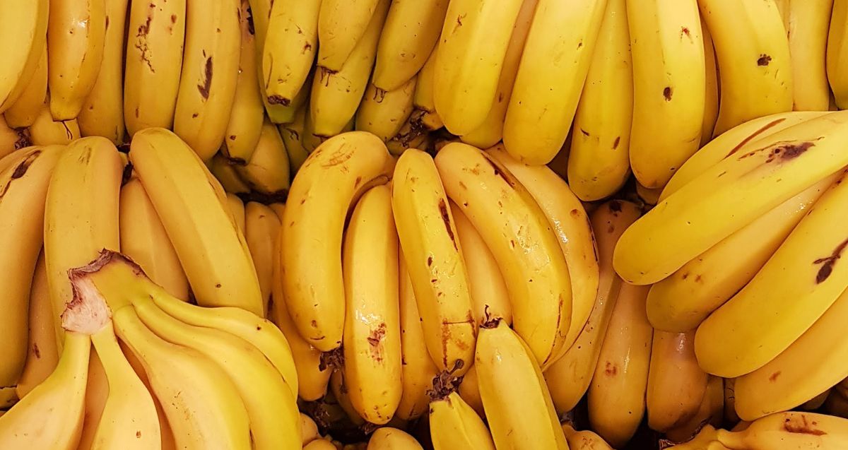 BIOSUISSE ORGANIC Logo